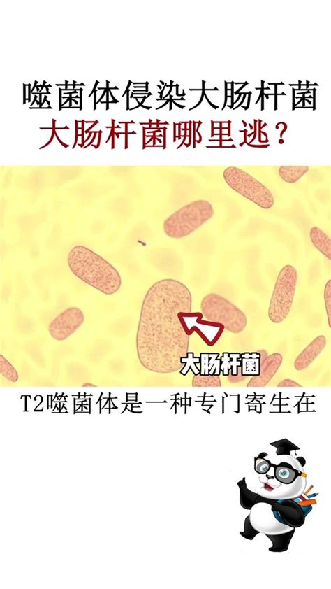 噬菌体侵染大肠杆菌，大肠杆菌哪里逃？ 腾讯视频