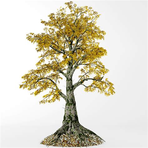 Sassafras 3d Models Download Free3d