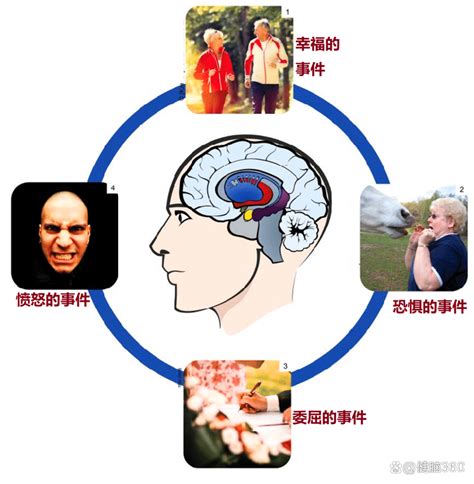 了解你的大脑 杏仁核