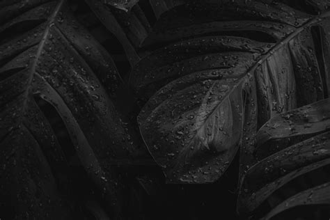 دانلود پس زمینه لپتاپ طرح برگ های مونسترا مشکی دانلود رایگان فایل لایه باز، Psd، وکتور، لوگو و