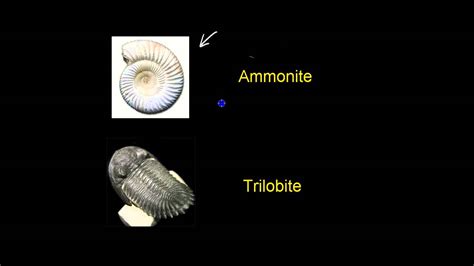 Which Describes An Index Fossil