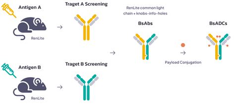 Bsadc Platform Biocytogen