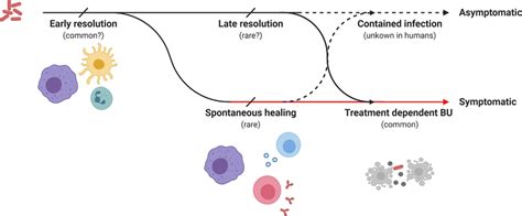 Overview Of The Host‐pathogen Interaction Determining The Different