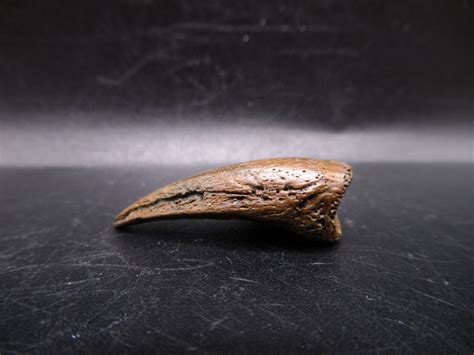 Cretaceous Turtle Claw For Sale 3 Fossils For Sale