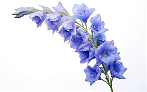 Premium Photo Delphinium Varieties Colors And Care On White Background