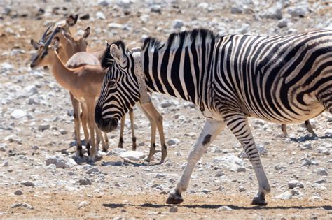 Wildlife Tracking Metocean Telematics