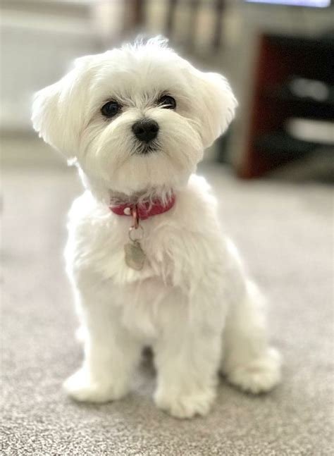 Maltese Haircut Artofit