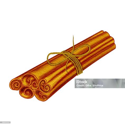 계피 스틱 뭉치 수채화 그림입니다 손으로 그린 향기로운 향신료의 막대기는 고립 된 배경에 실로 묶여 있습니다 멀드 와인을 만들고 굽기 위한 나무 껍질 갈색에 대한 스톡 벡터