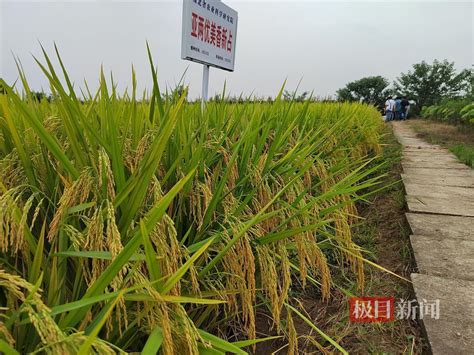 湖北省农科院3项成果入选全国100项重大农业科技成果 新闻频道 和讯网
