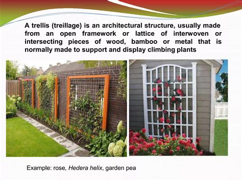 Ornamental Climber And Landscaping Use Pdf