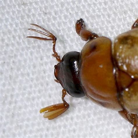 Cyclocephala Lurida Cyclocephala Bugguide Net