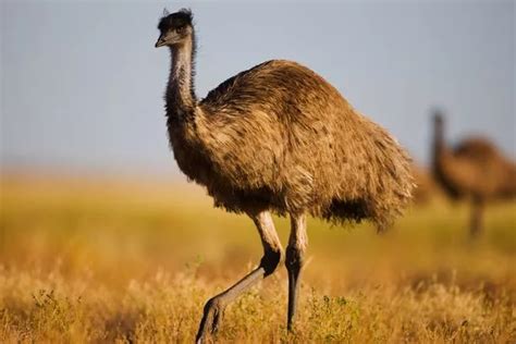 Mysterious Emu Seen Running Loose In Somerset Fields Somerset Live