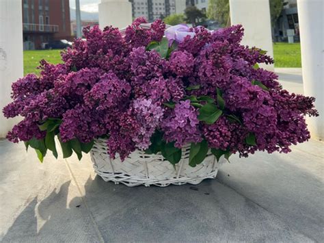 იასამანის კალათი Fresh Flowers