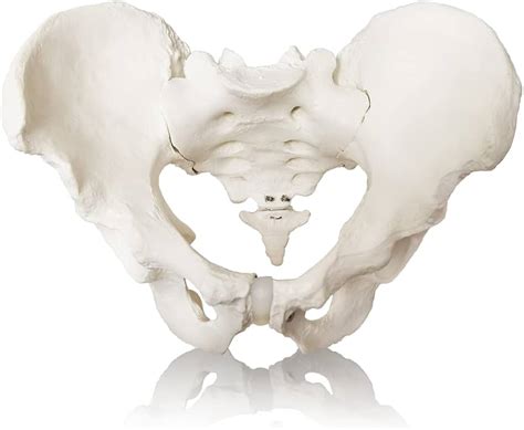 Hip And Pelvic Bone Anatomy