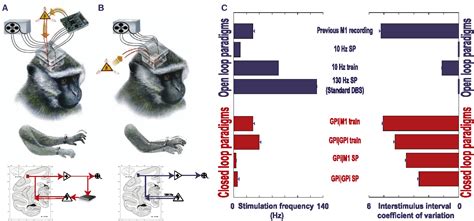 Figure 1 From Closed Loop Deep Brain Stimulation Is Superior In Ameliorating Parkinsonism