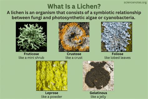 Foliose Lichen Diagram Non Flowering Plants Lichen Sabbath Mood