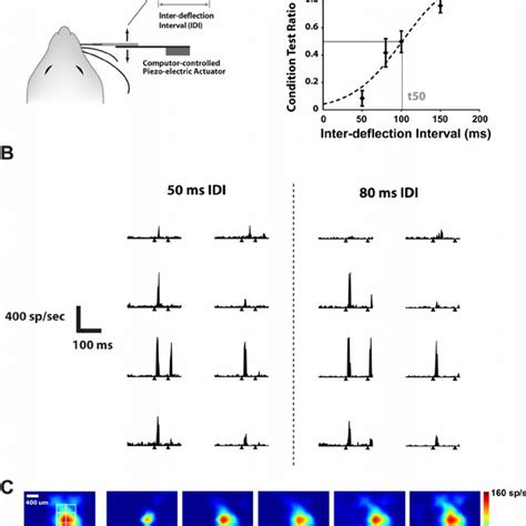 Multi Electrode Array Recording Of Cortical Layer 4 Response To