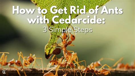 Eliminate Ants From Your Lawn With These Simple Tips My Heart Lives Here