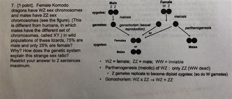 Solved Female W Z Male Point Female Komodo Dragons Chegg Com