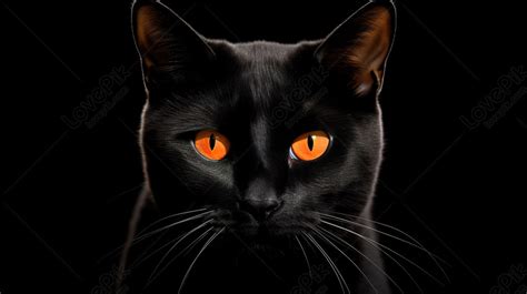 강렬한 주황색 눈을 가진 매혹적인 검은 고양이 매혹적인 배경 눈 배경 매혹 배경 검은색 배경 이미지 Hd 눈 매혹 검은색 배경 사진 무료 다운로드 Lovepik