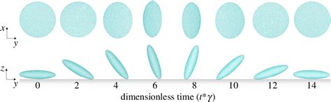 Figure 1 From Three Dimensional Multi Scale Model Of Deformable Platelets Adhesion To Vessel