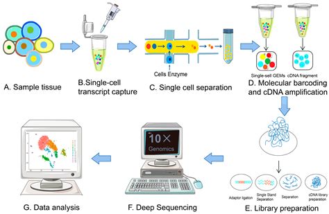 10x Single Cell Rna Seq Service Mtoz Biolabs