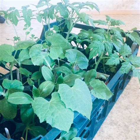 Лайфхаки для перевозки рассады Лага влог Дзен