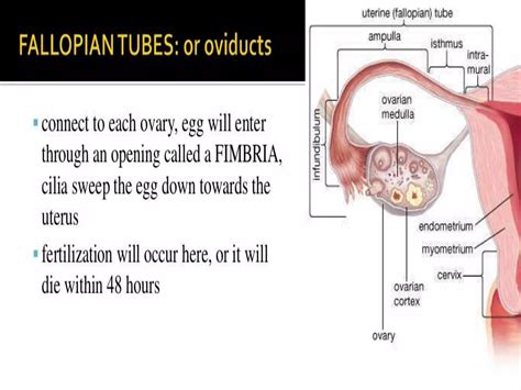Anatomy Of Female Genital Tract Pptx