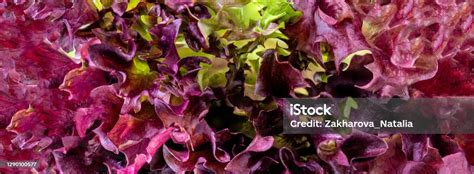 샐러드잎 양상추를 배경으로 합니다 보라색 양상추 텍스처 매크로 건강한 음식 배경 화면n 건강한 식생활에 대한 스톡 사진 및 기타 이미지 Istock