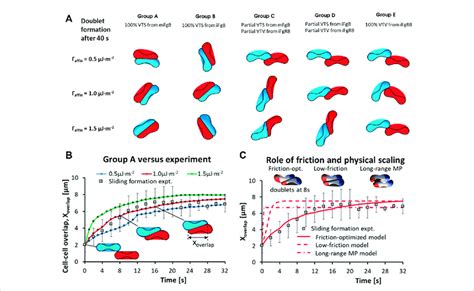 Rbc Doublet Formation Kinematics Simulations A Simulation Results Of