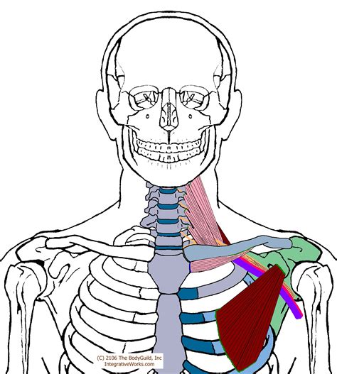 Pectoralis Minor Functional Anatomy Integrative Works