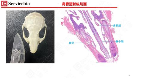 赛维尔生物服务 产品 Servicebio 武汉赛维尔生物科技有限公司
