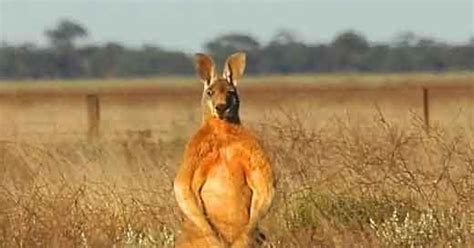 울끈불끈 수컷 캥거루 근육은 암컷 어필용