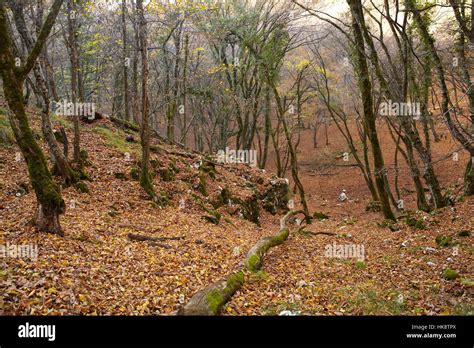 Tree Trees Forest Nature Tree Trees Leaves Valley Erosion Moss Holes Stock Photo Alamy