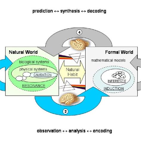 The Revised Modelling Relation Of Science With Generalization Of Biology Download Scientific