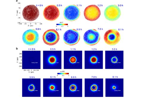 Dem Simulations Spontaneous Genetic Symmetry Breaking Without Cellular Download Scientific