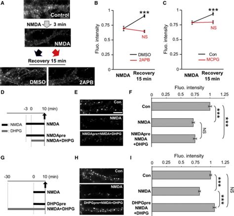 Mgluriicr Contribute To The Positive Control Of Gabaar Clustering
