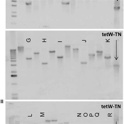 Mapping Transposon Insertion Sites In A Random Selection Of Transposon