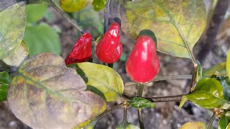 보라색과 빨간색 열매가 달린 화초하늘고추 식용 및 관상용 10월 31일 Youtube
