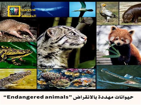 7 حيوانات مهددة بالانقراض هل نسمح لها بالاختفاء؟ جواهر طبيعية