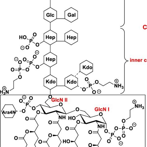 Gram Negative Bacterial Cell Wall Labeled 3d Illustration Download