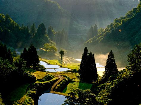 光芒の一本杉 GANREF