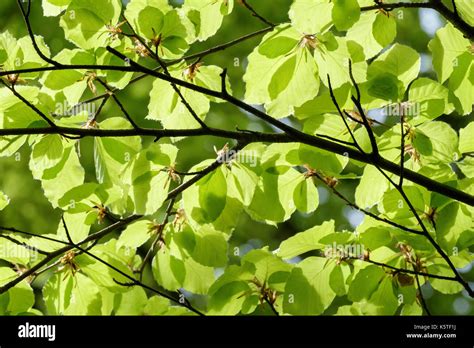 Close Up Trees Branches Leaves Green Hi Res Stock Photography And