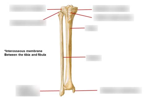 Diagram Of Tibia And Fibula Quizlet
