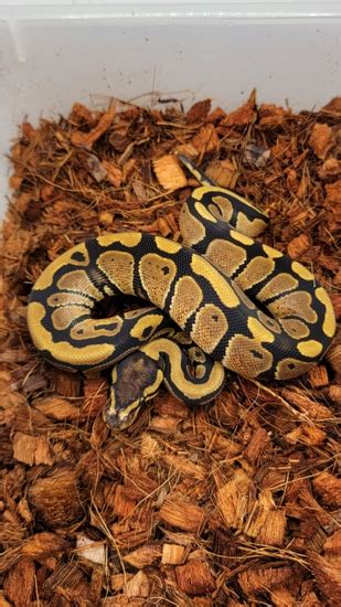 Het Dg Ball Python By Morph Jungle