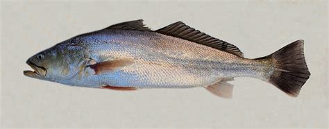 Orangemouth Corvina Mexican