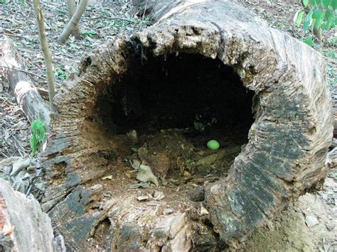 Hollow Log With Stuff Inside Bob Burns Life Photo Visual