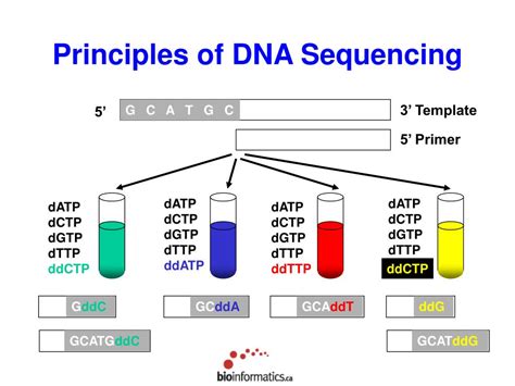Ppt Sequencing Sequence Alignment And Software Powerpoint Presentation Id 3412316
