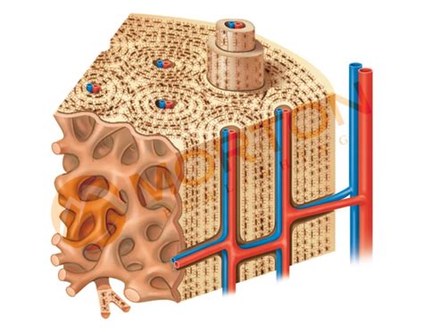 Compact Bone Labeling Quiz — Printable Worksheet