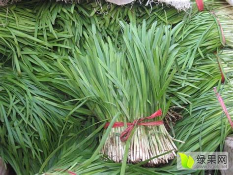 山东省莘县汉中韭王韭菜种植基地 韭菜价格行情 蔬菜商情网